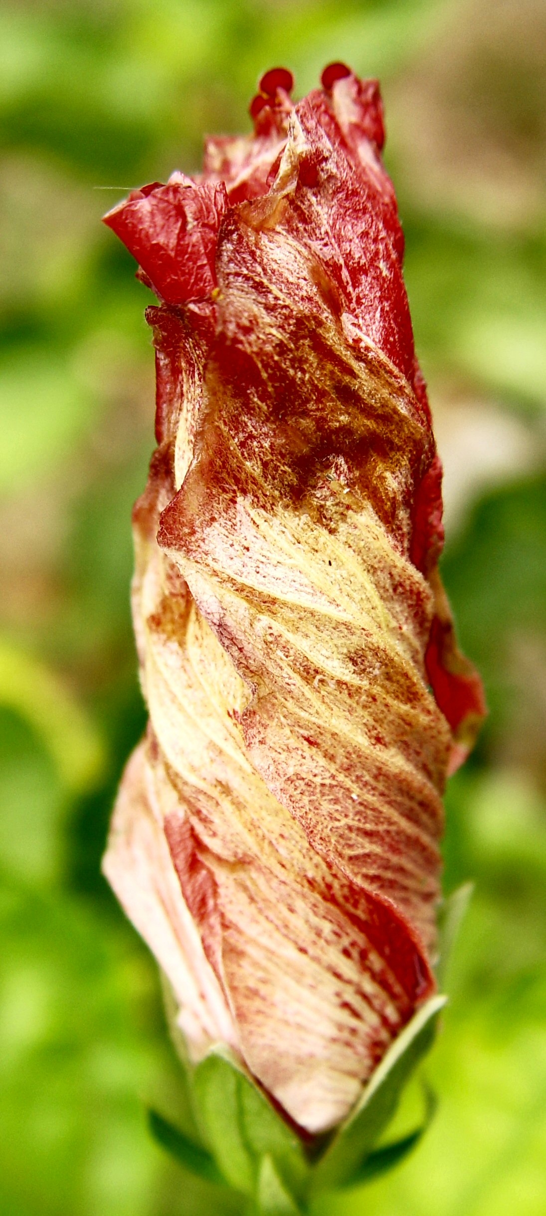 “The Autobiography of Miss Jane Doe” by Jude Marr | Rkvry Quarterly ...